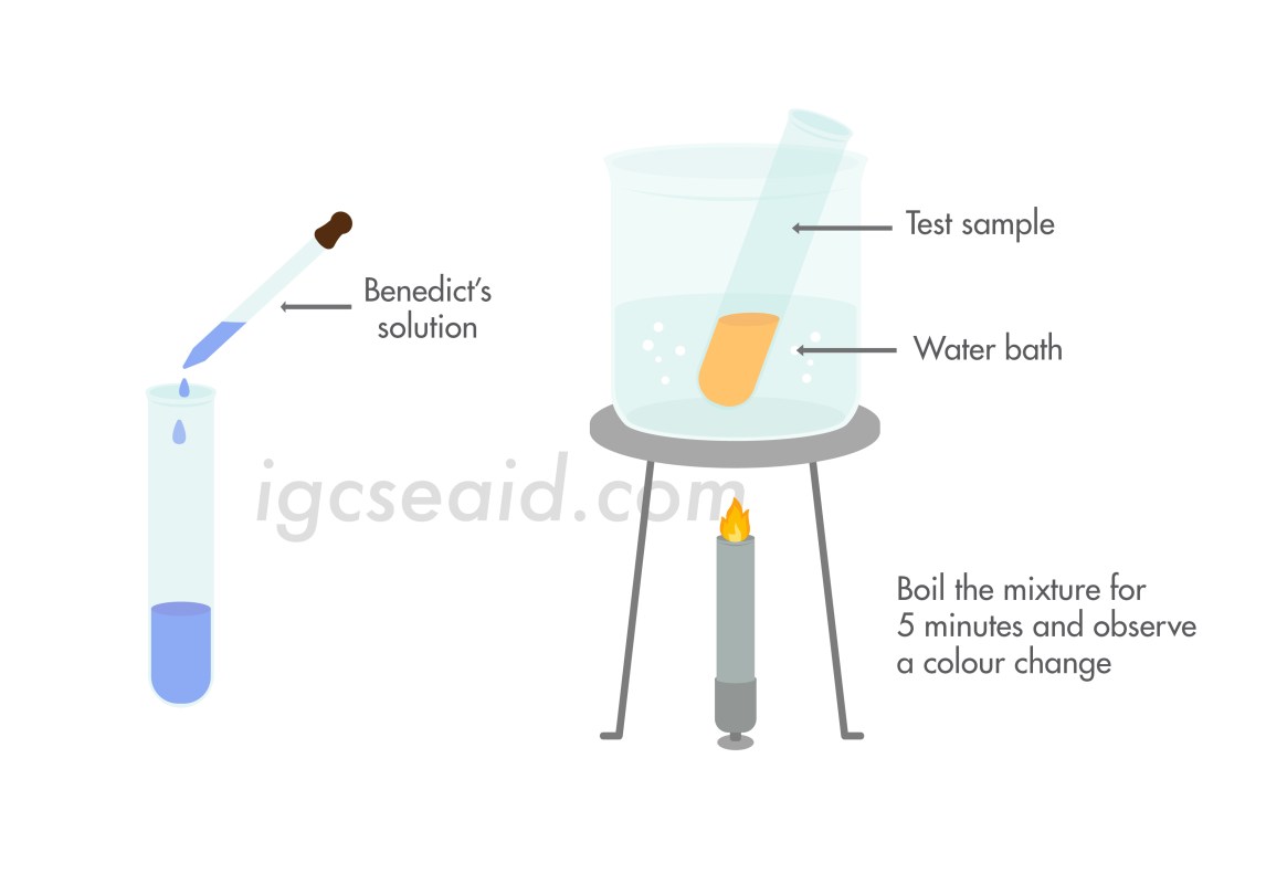 B3.1 – Biological Molecules – IGCSE AID