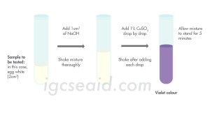 B3.1 – Biological Molecules – IGCSE AID
