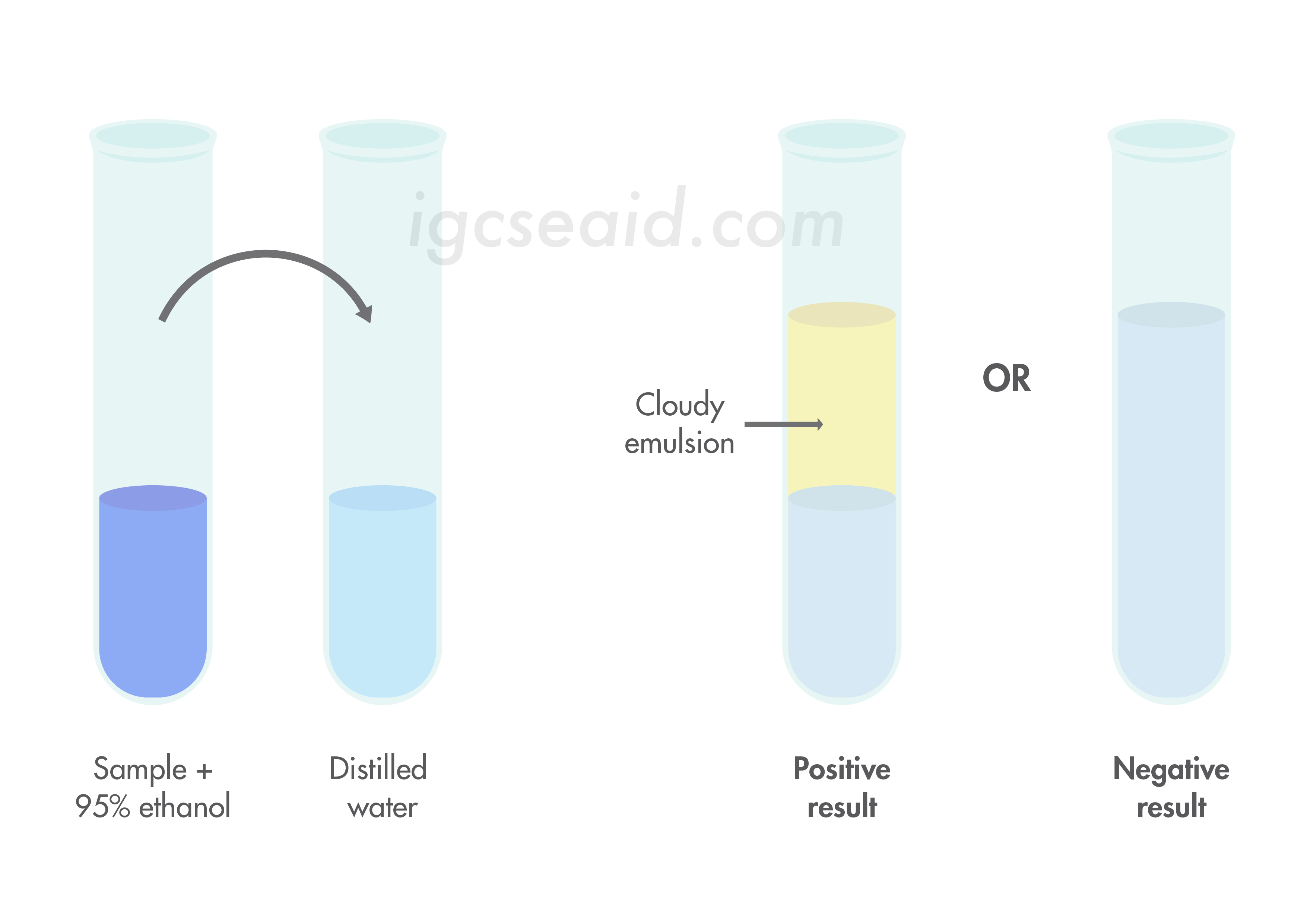 B3.1 – Biological Molecules – IGCSE AID