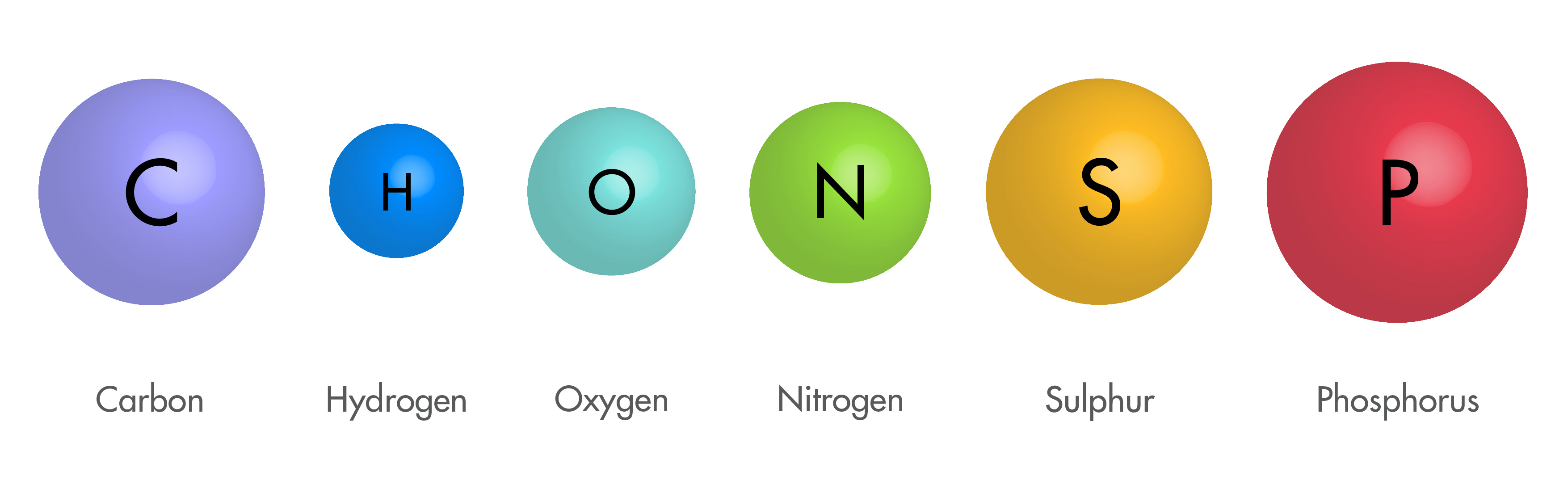 B3.1 – Biological Molecules – IGCSE AID