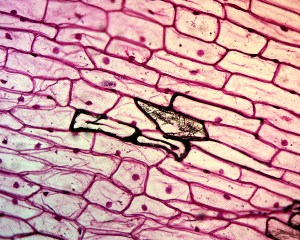 B2.1 – Cell Structure – IGCSE AID
