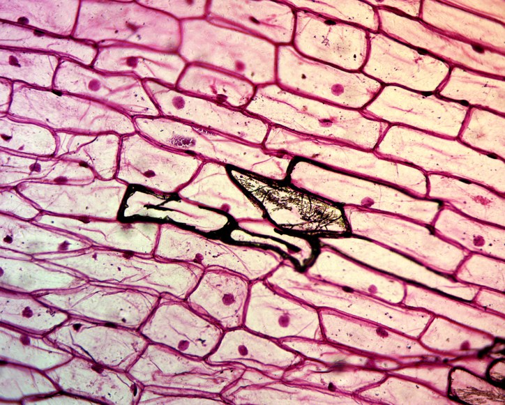 B2.1 – Cell Structure – IGCSE AID