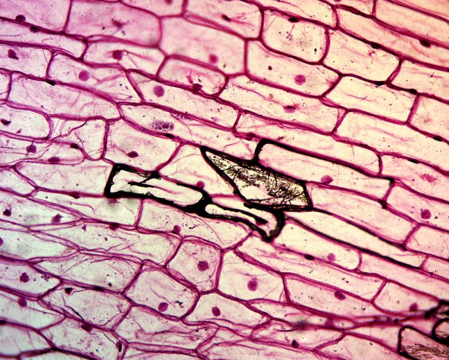 B2.1 – Cell Structure – IGCSE AID