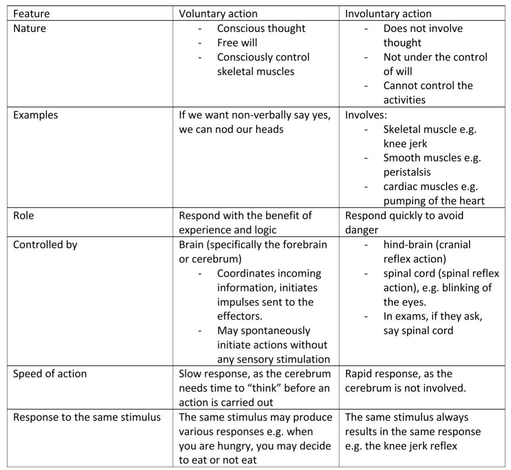B9.1 – Nervous Control in Humans – IGCSE AID