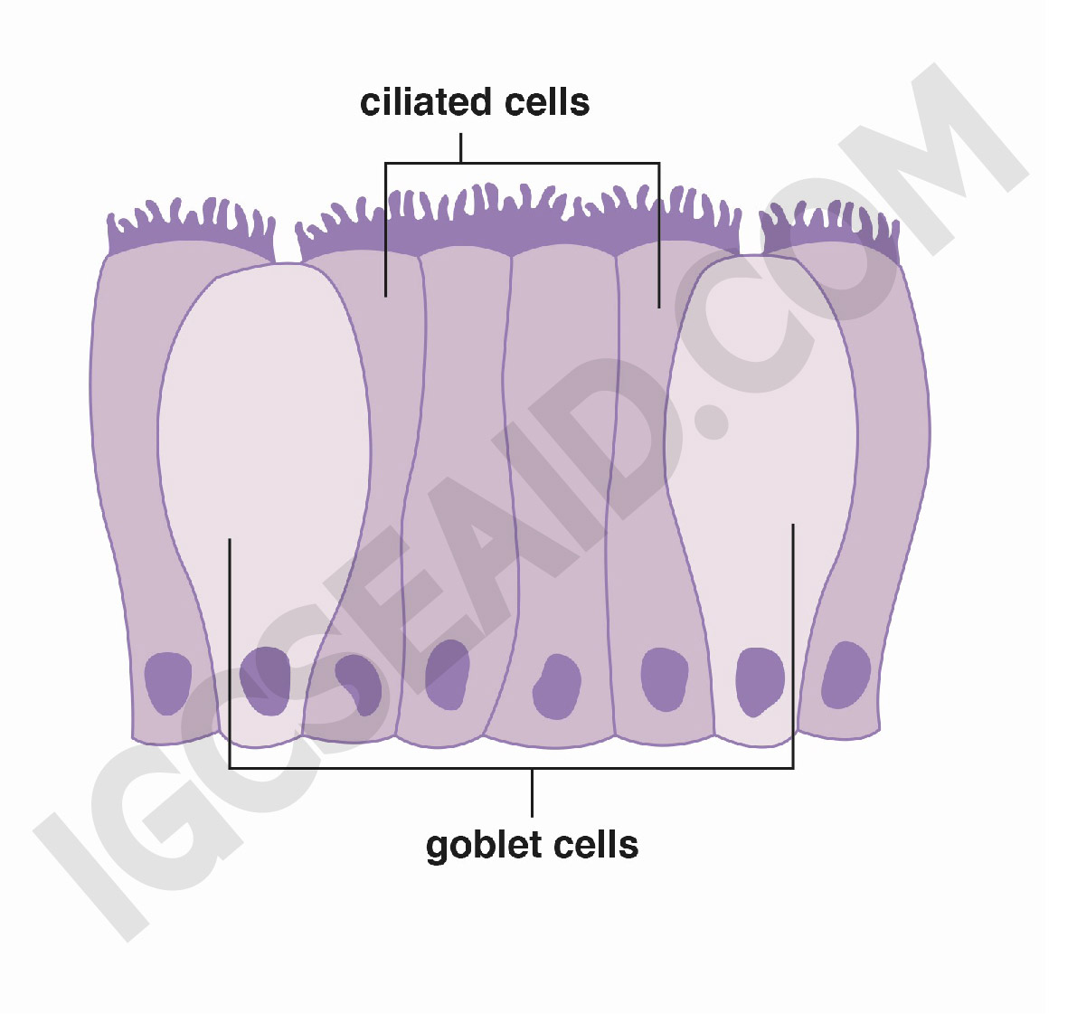 B2.1 – Cell Structure – IGCSE AID
