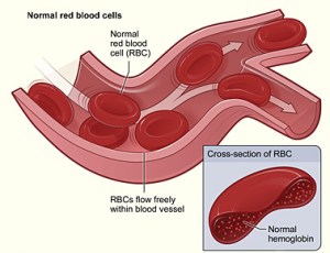 B2.1 – Cell Structure – IGCSE AID