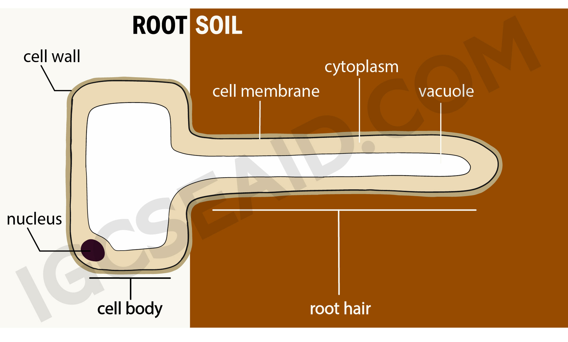 B2.1 – Cell Structure – IGCSE AID
