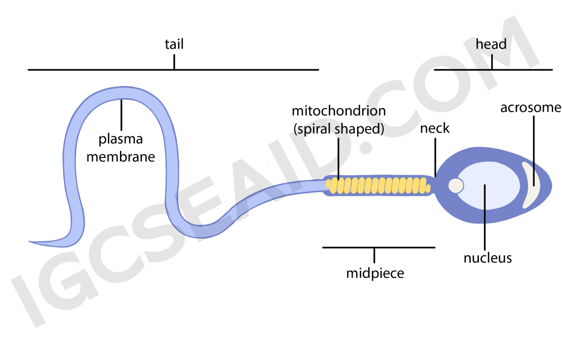 B2.1 – Cell Structure – IGCSE AID