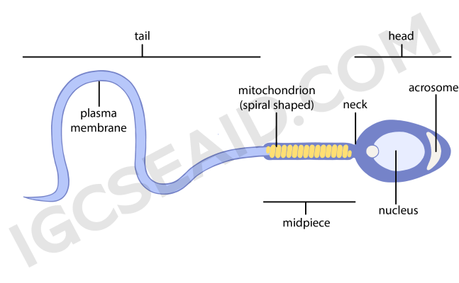 B2.1 – Cell Structure – IGCSE AID